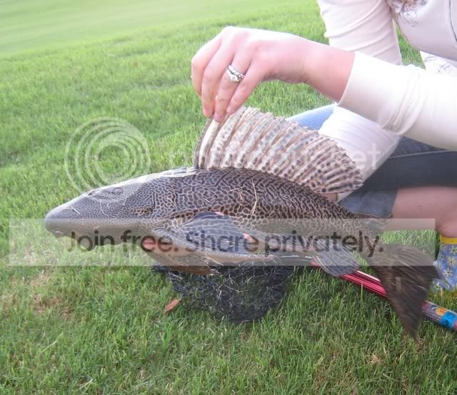 Wild Pleco in Florida | MonsterFishKeepers.com