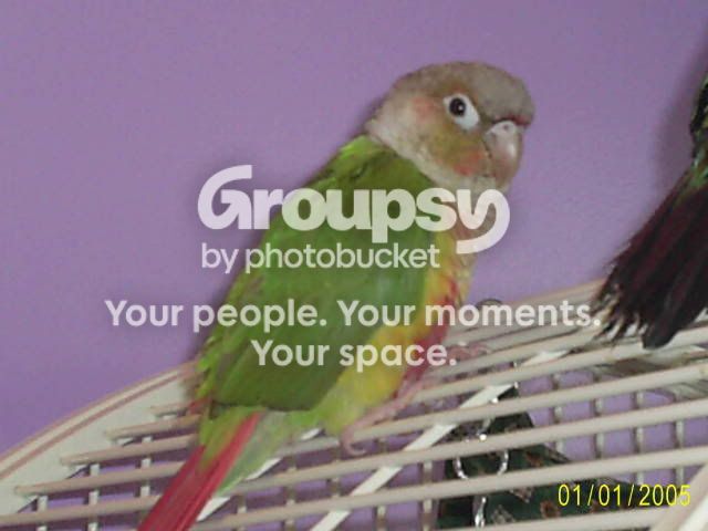 forum-perroquet.com • Voici ma grande famille : Un nouvel oiseau