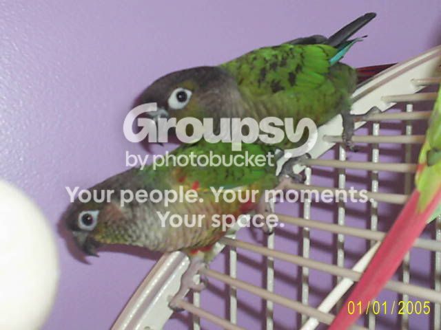 forum-perroquet.com • Voici ma grande famille : Un nouvel oiseau