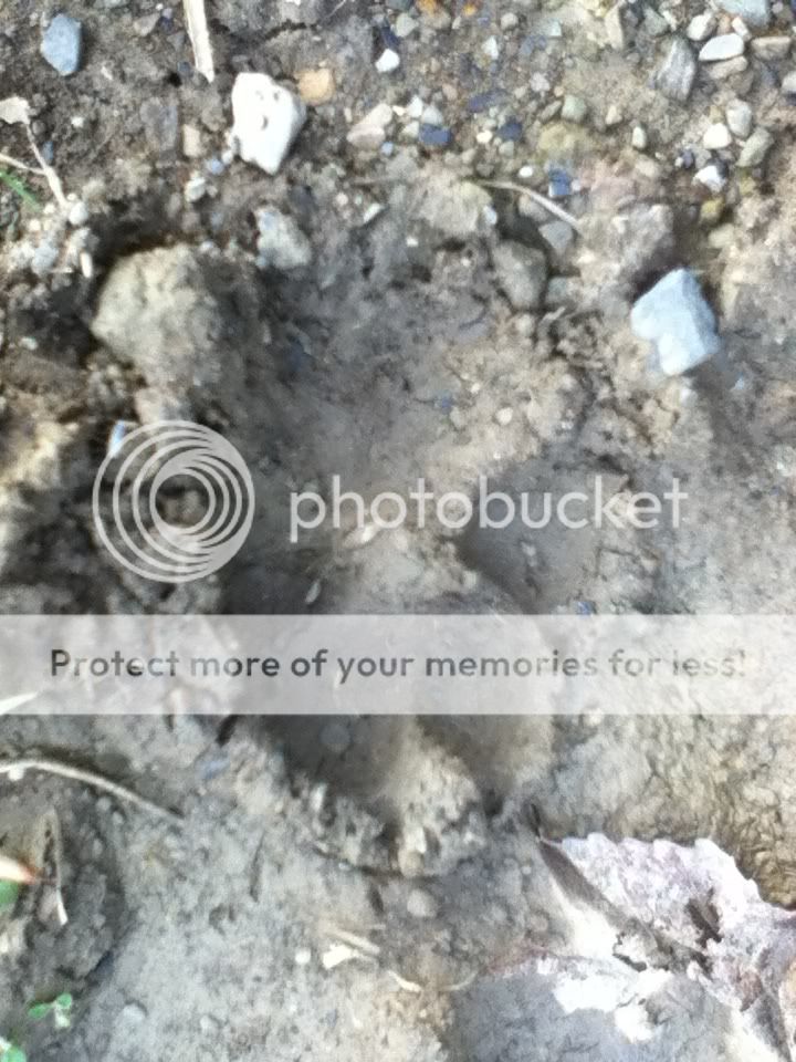 Coyote or Fox tracks?? | Page 2 | The HuntingPA.com Outdoor Community